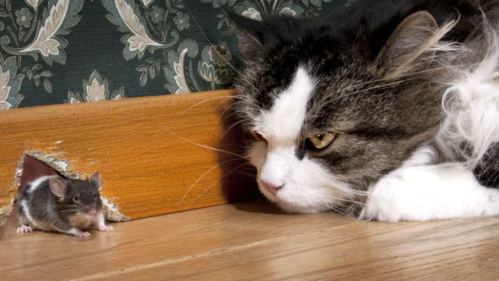 Porque los gatos están perdiendo la batalla con las ratas?